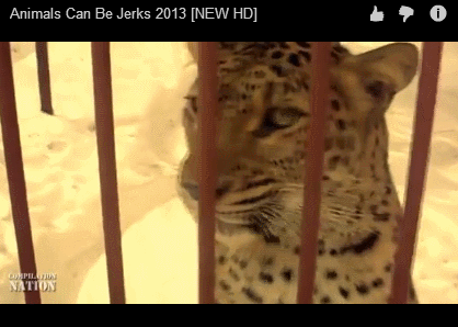 Book Review: Becoming a Supple Leopard | Sherdog Forums | UFC, MMA ...